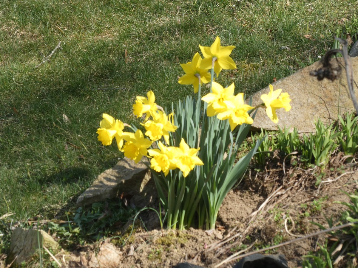 First Plant Ever Planted 29 Years Ago – Mest Wildlife Habitat